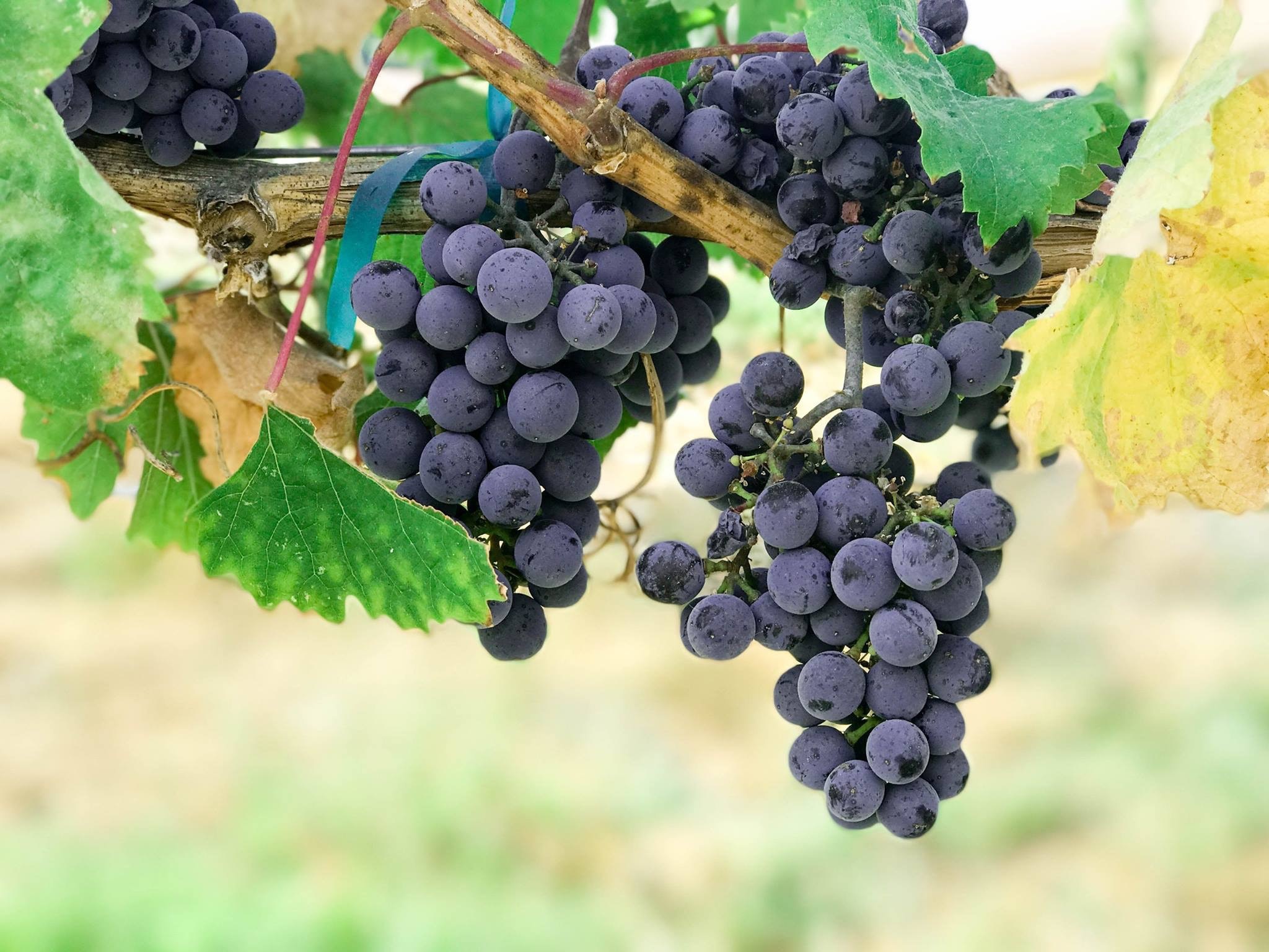 Who Are We Supposed to Judge According to Their Fruit? - Bible Portal